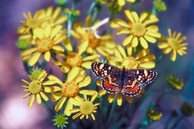 How to Make a Butterfly on the Keyboard | Techwalla